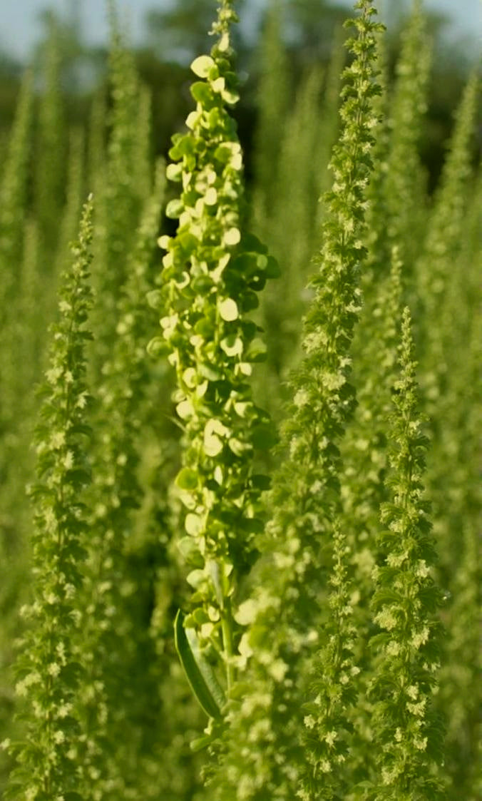 Atriplex hortensis Green Plume – JungleSeeds