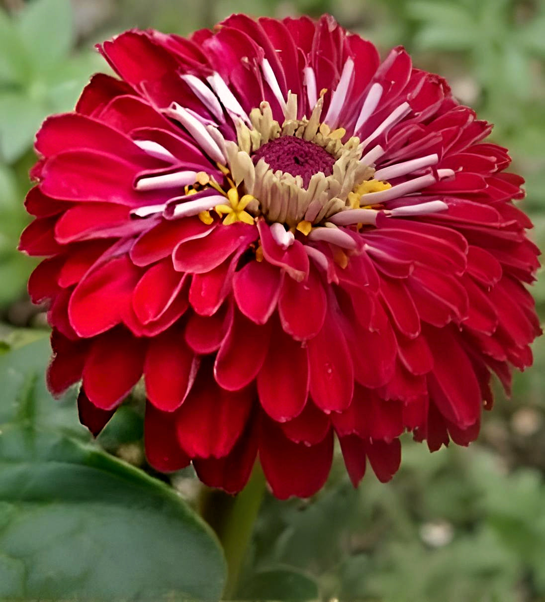 Zinnia Benary's Giant Deep Red – JungleSeeds