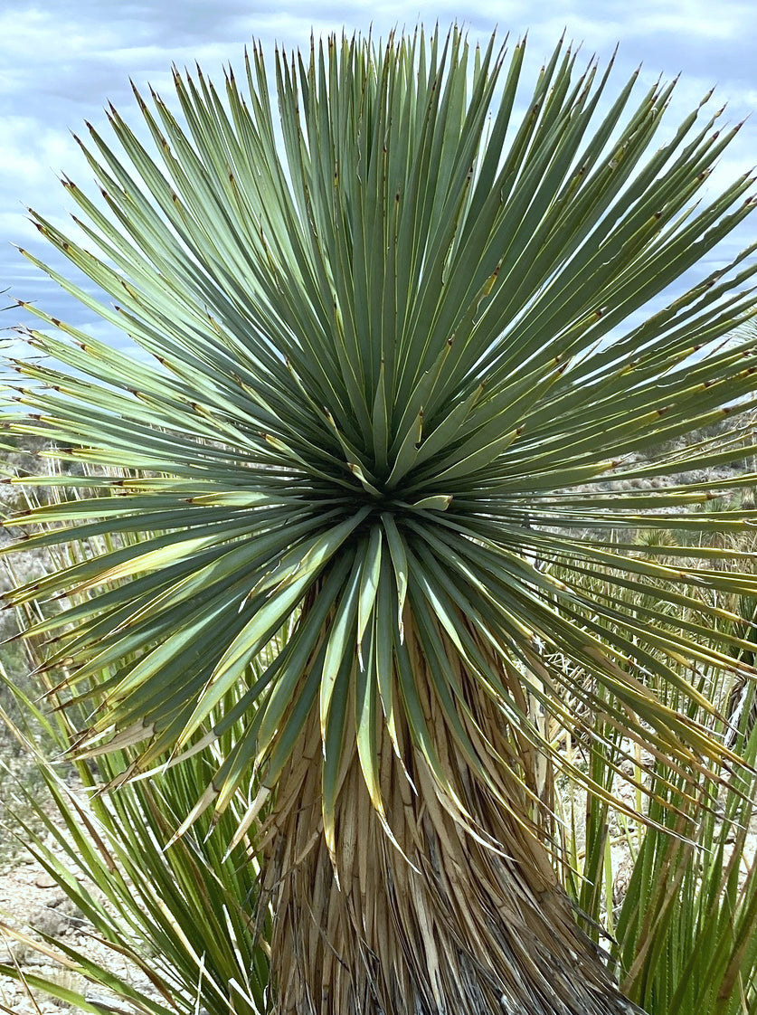 Yucca thompsoniana – JungleSeeds