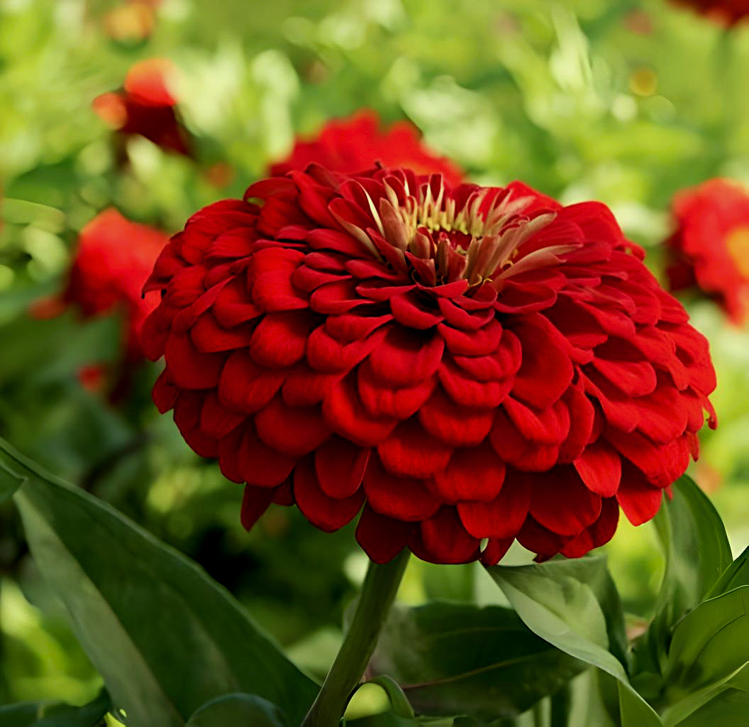Zinnia Benary's Giant Scarlet – JungleSeeds