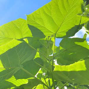 Paulownia tomentosa – JungleSeeds