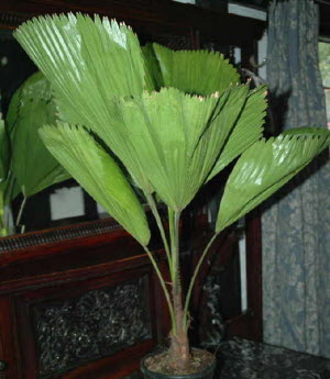 Licuala grandis – JungleSeeds