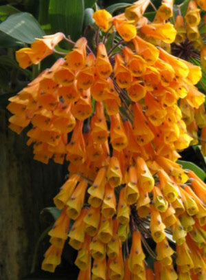 Bomarea multiflora – JungleSeeds