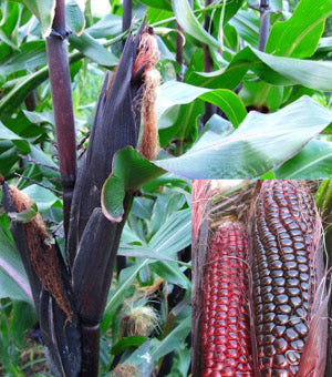 Sweet Corn Double Red – JungleSeeds